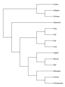 Make a phylogenetic tree - geneticslab