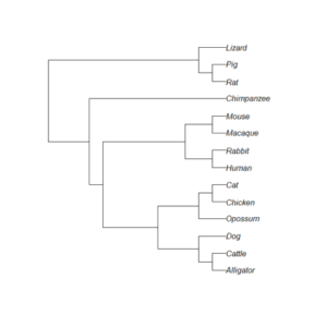 Make a phylogenetic tree - geneticslab