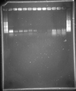 Gel documentation - geneticslab