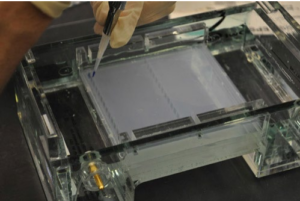 Agarose gel electrophoresis - geneticslab