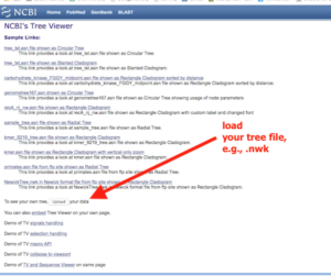 Use of NCBI Taxonomy page to retrieve phylogeny - geneticslab