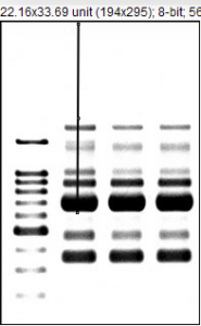 Simple gel documentation with imageJ - geneticslab